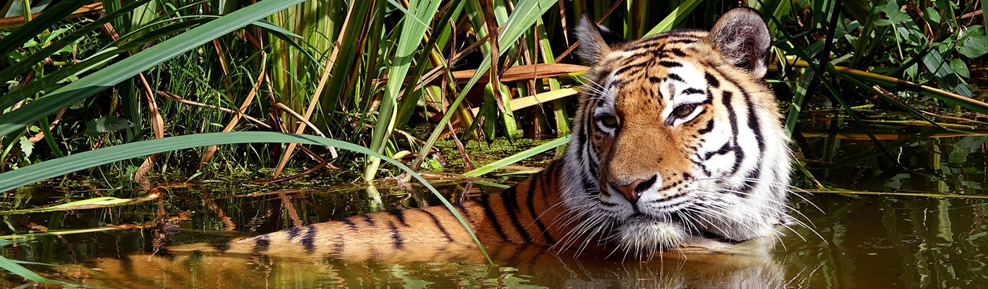 Volunteer work with Tigers | Conservation Projects 2019 | Volunteer World